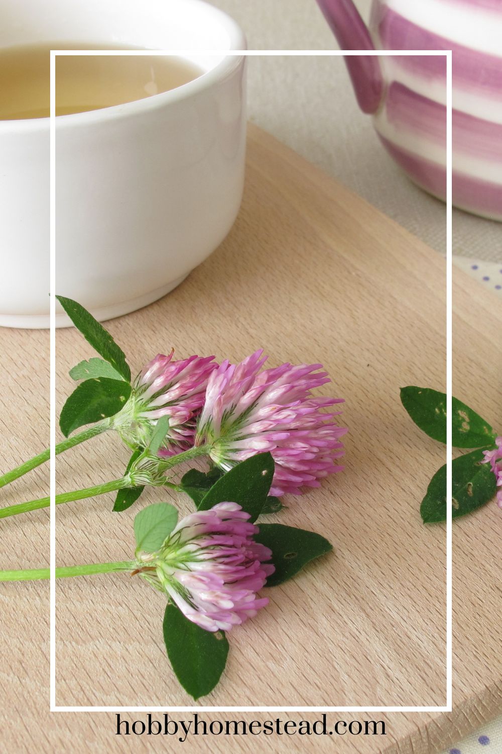 Red Clover vs. White Clover Tea Benefits & Risks - Hobby Homestead