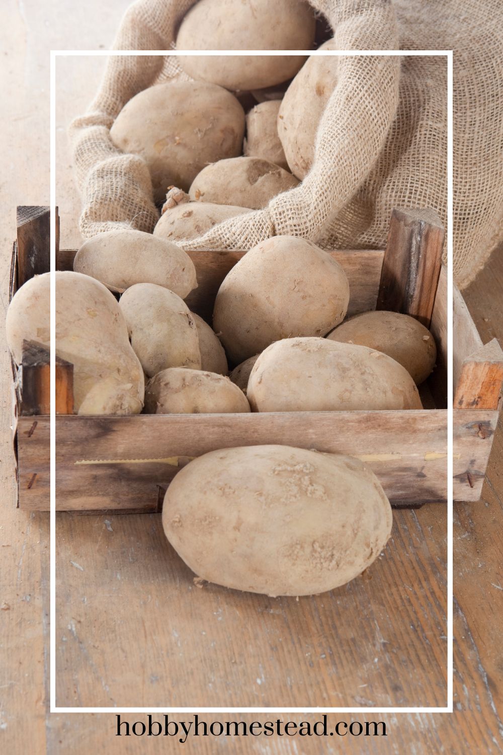 Storing Potatoes 101: Cure and Keep them All Winter - Hobby Homestead