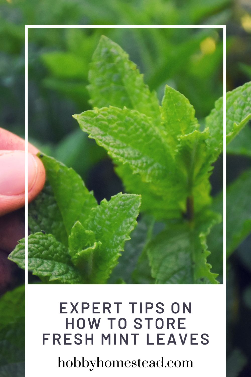 Expert Tips on How to Store Fresh Mint Leaves - Hobby Homestead
