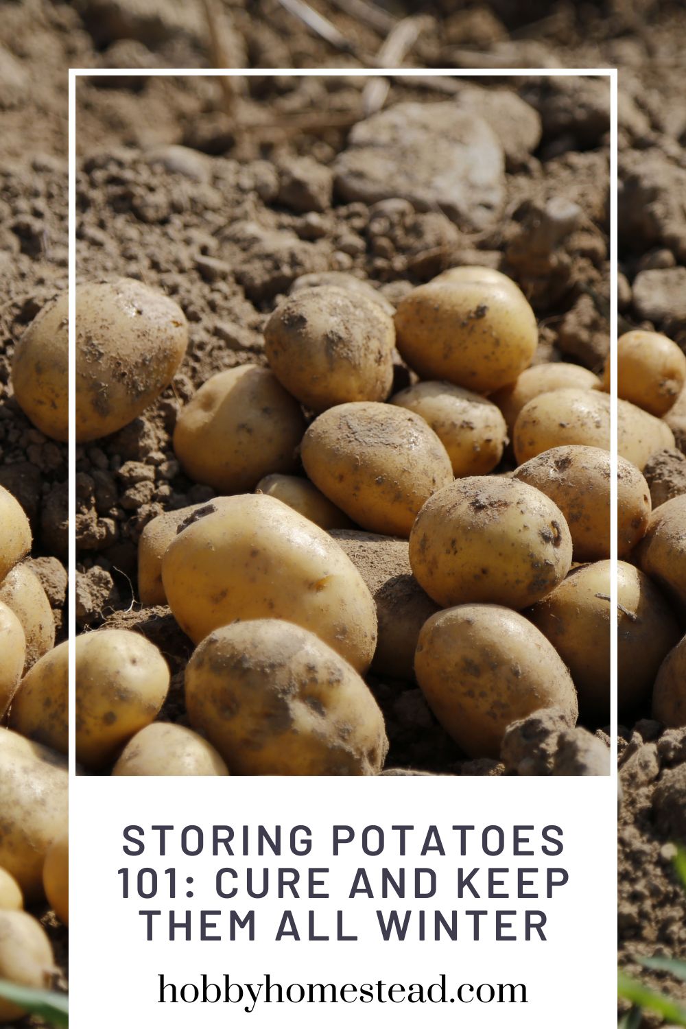 Storing Potatoes 101: Cure and Keep them All Winter - Hobby Homestead