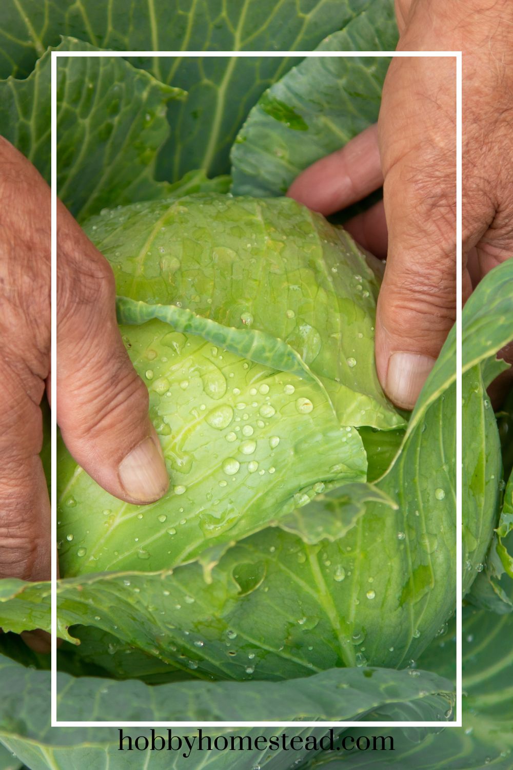 How to harvest cabbage so it keeps producing - Hobby Homestead