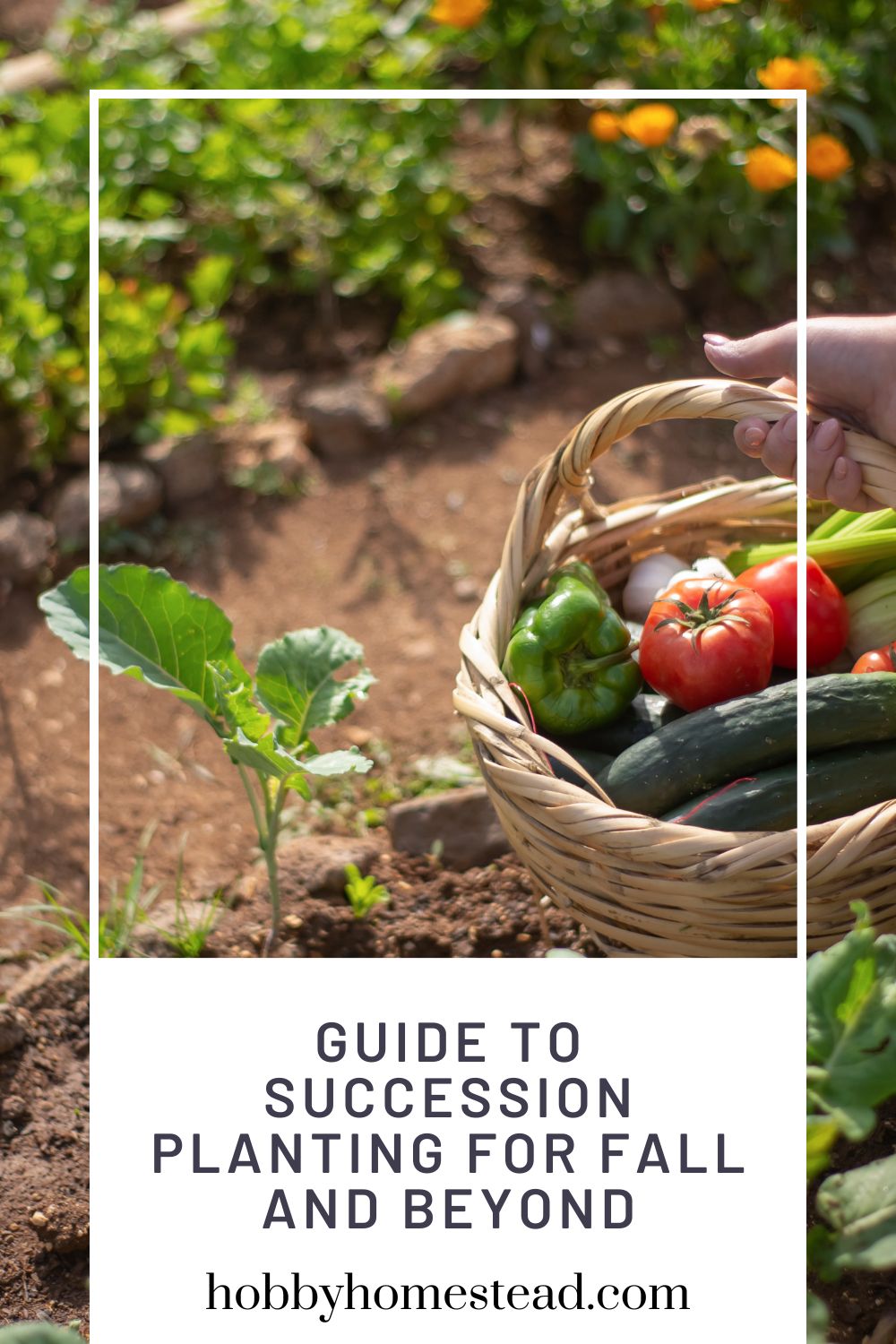 Guide to Succession Planting for Fall and Beyond - Hobby Homestead