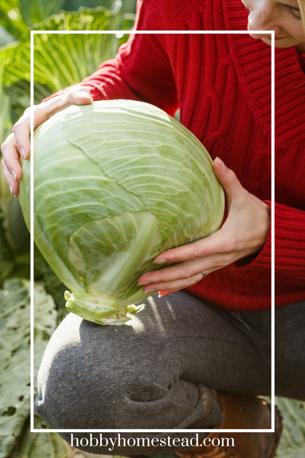 When to harvest cabbage for the best flavors and yield - Hobby Homestead