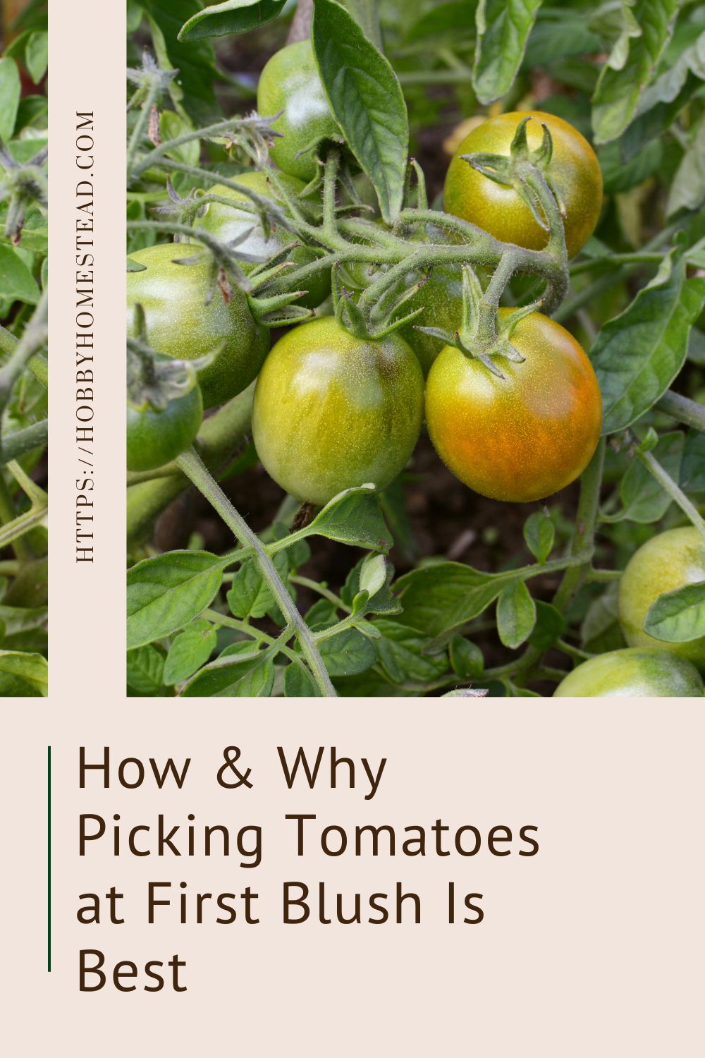 How & Why Picking Tomatoes at First Blush Is Best - Hobby Homestead