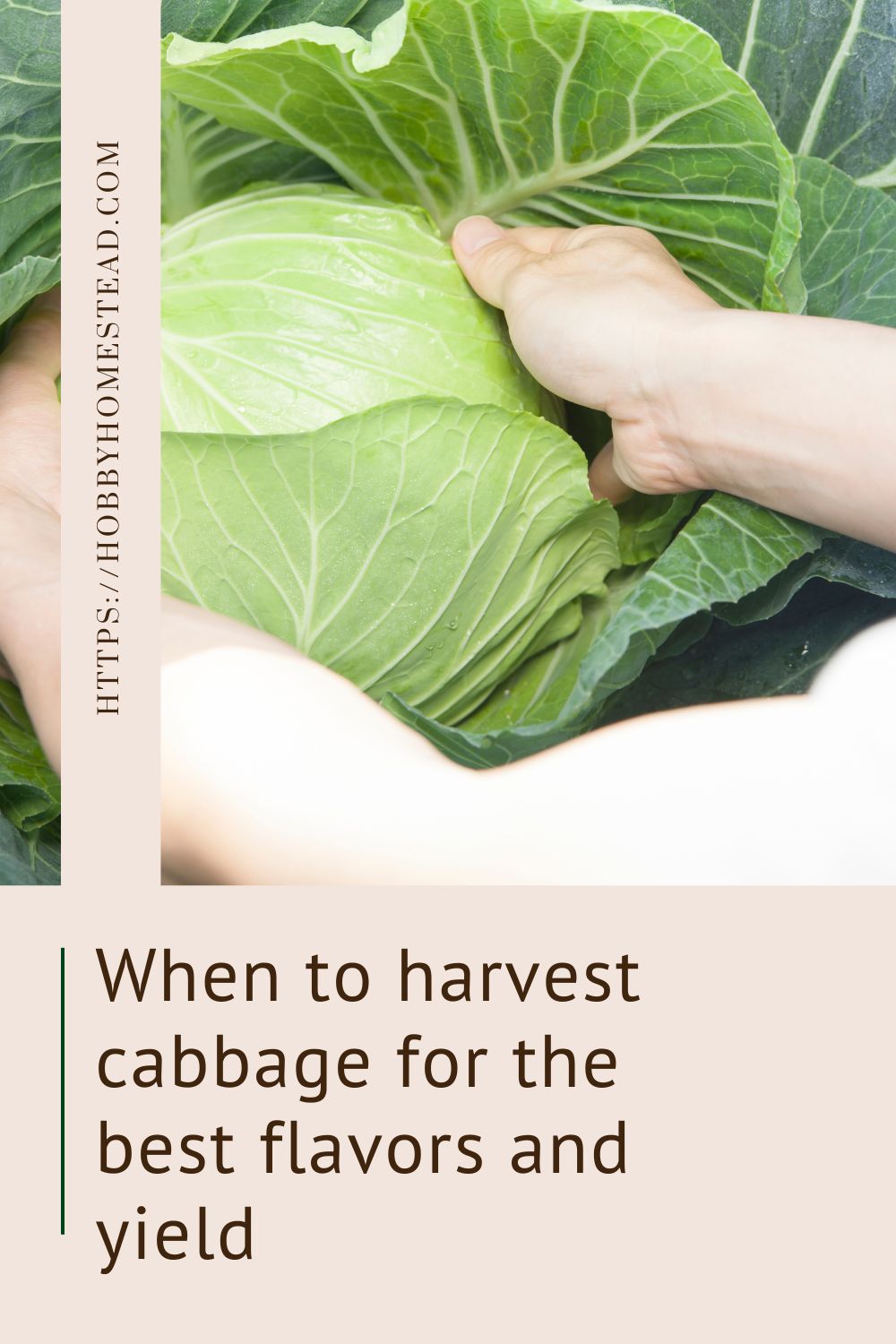 When to harvest cabbage for the best flavors and yield - Hobby Homestead