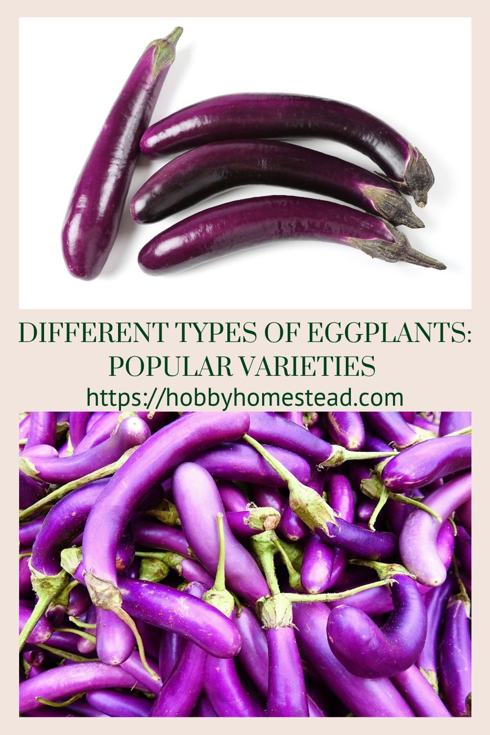 Different Types of Eggplants: Popular Varieties - Hobby Homestead