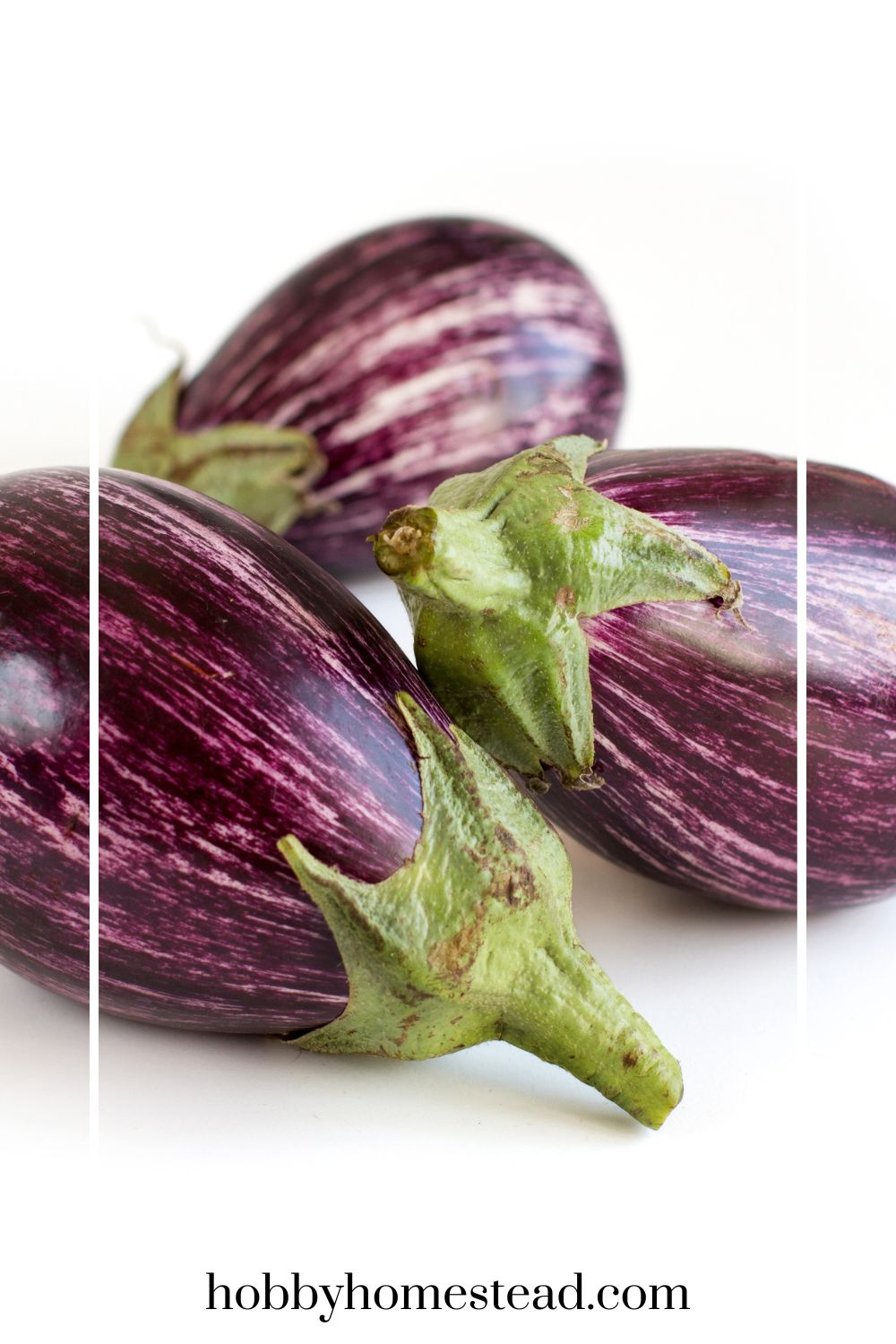 Different Types of Eggplants: Popular Varieties - Hobby Homestead