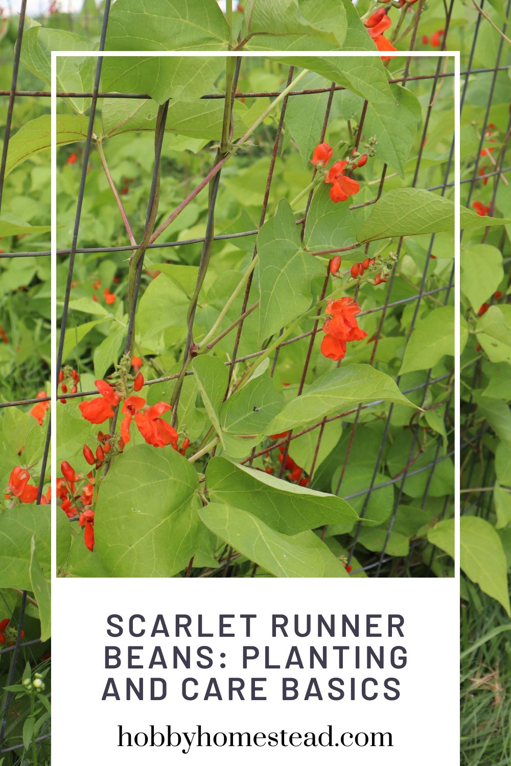 Scarlet Runner Beans: Planting and Care Basics - Hobby Homestead